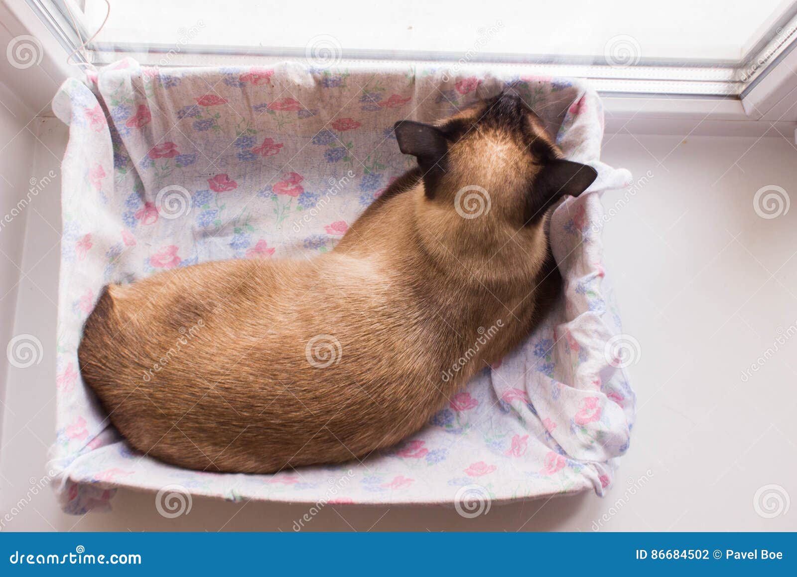 Cat sleeping in box. stock photo. Image of lying, kitty - 86684502