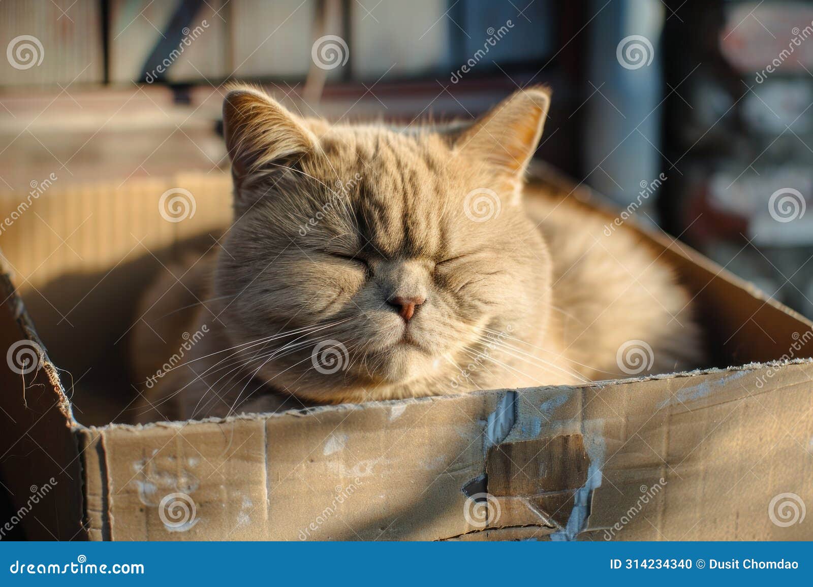 A Cat is Sleeping in a Cardboard Box Stock Photo - Image of face ...