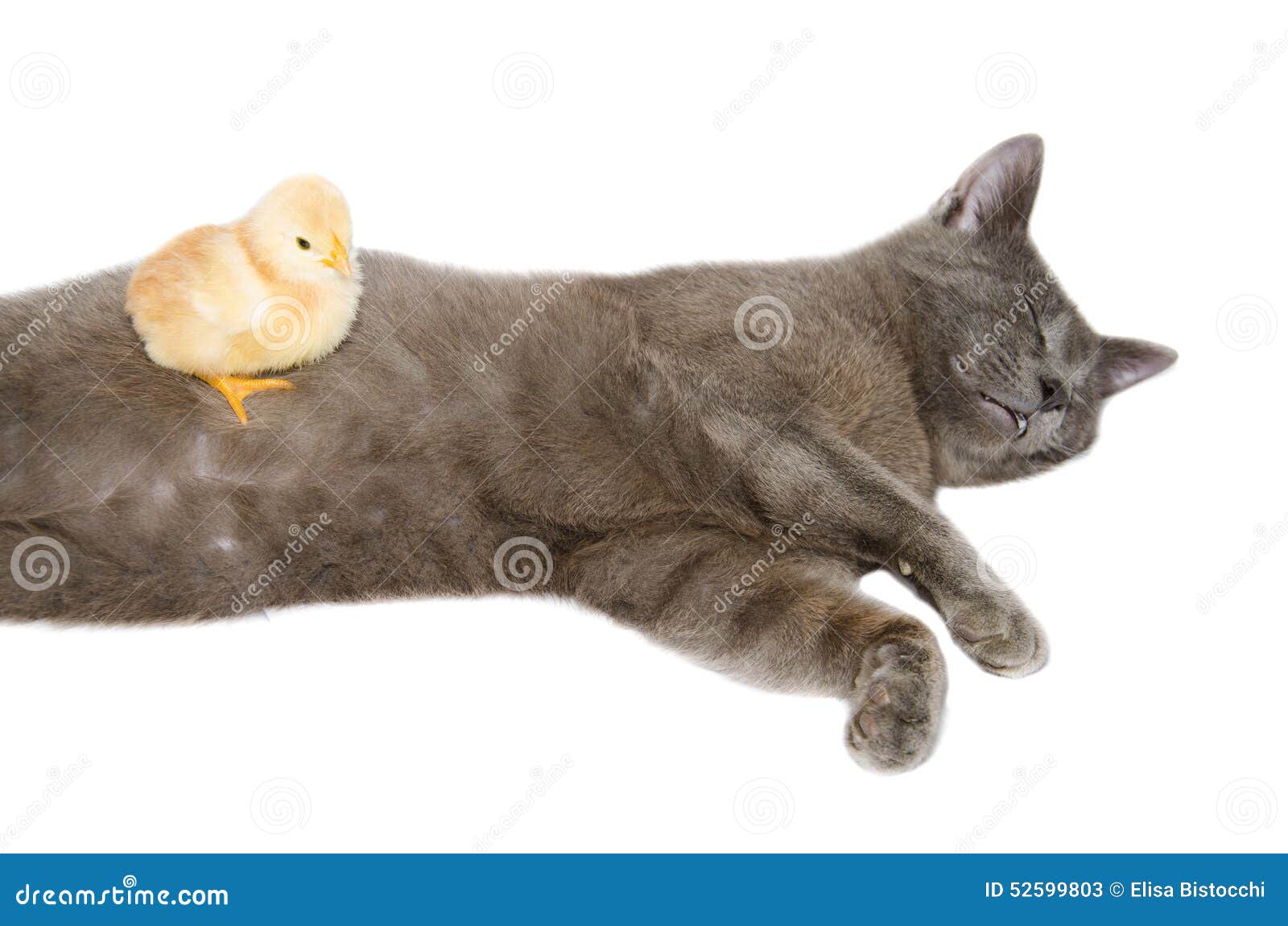 Cat sleeping with chick stock image. Image of eyes, crazy - 52599803