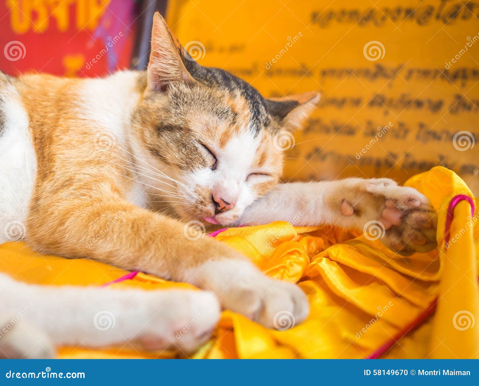 The Cat is Sleeping in the Church. Stock Photo - Image of lovely, rest ...