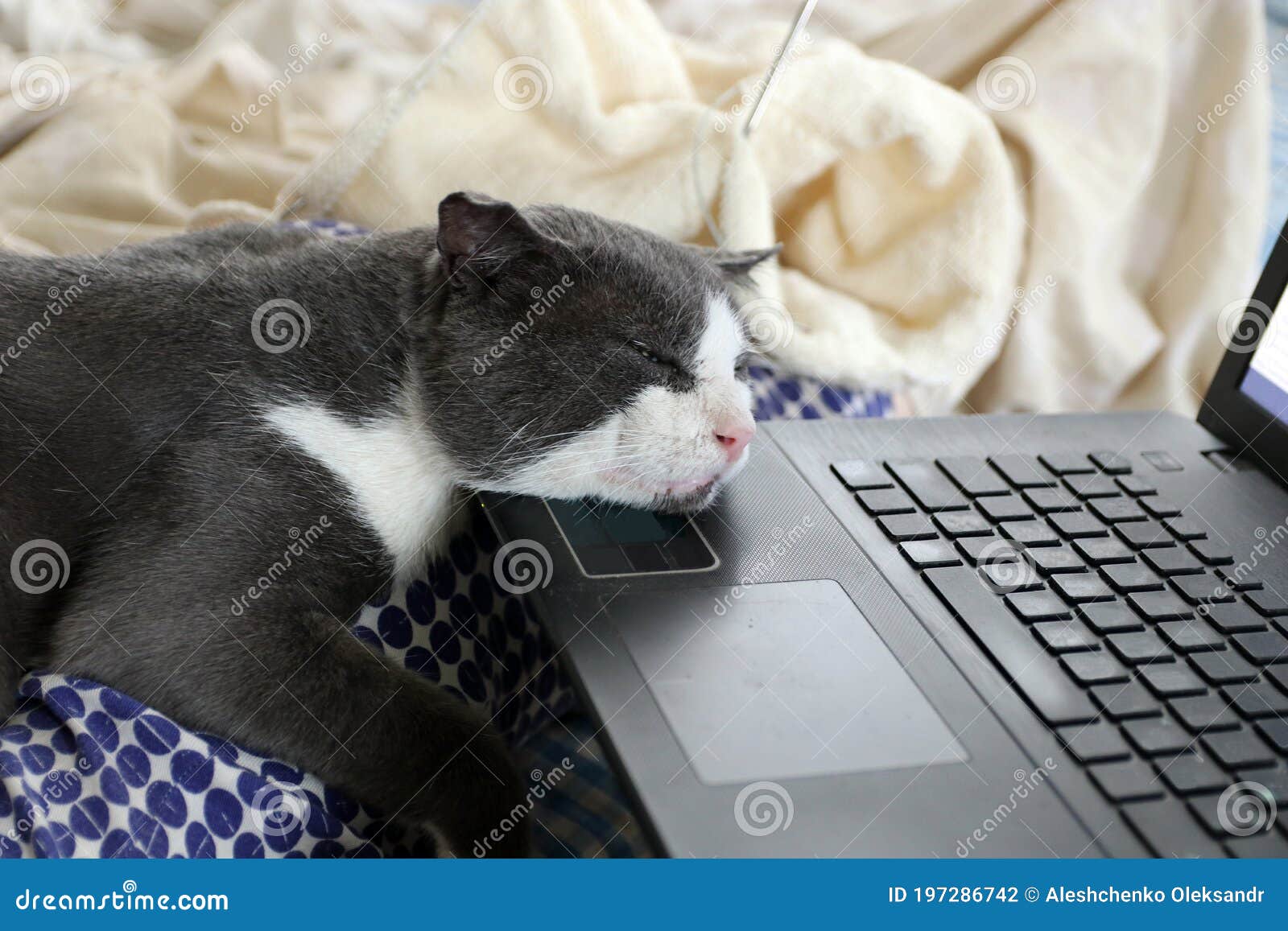 Sleepy Animals On Computer