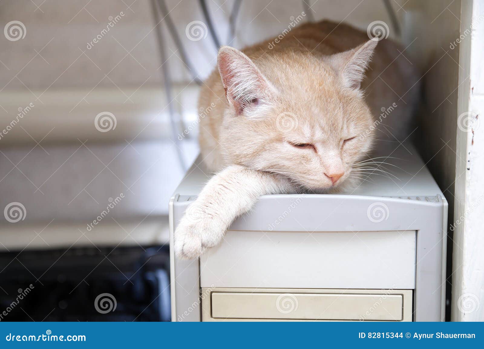 Cat Sleeping on Computer Under Table Warming Stock Photo - Image of ...