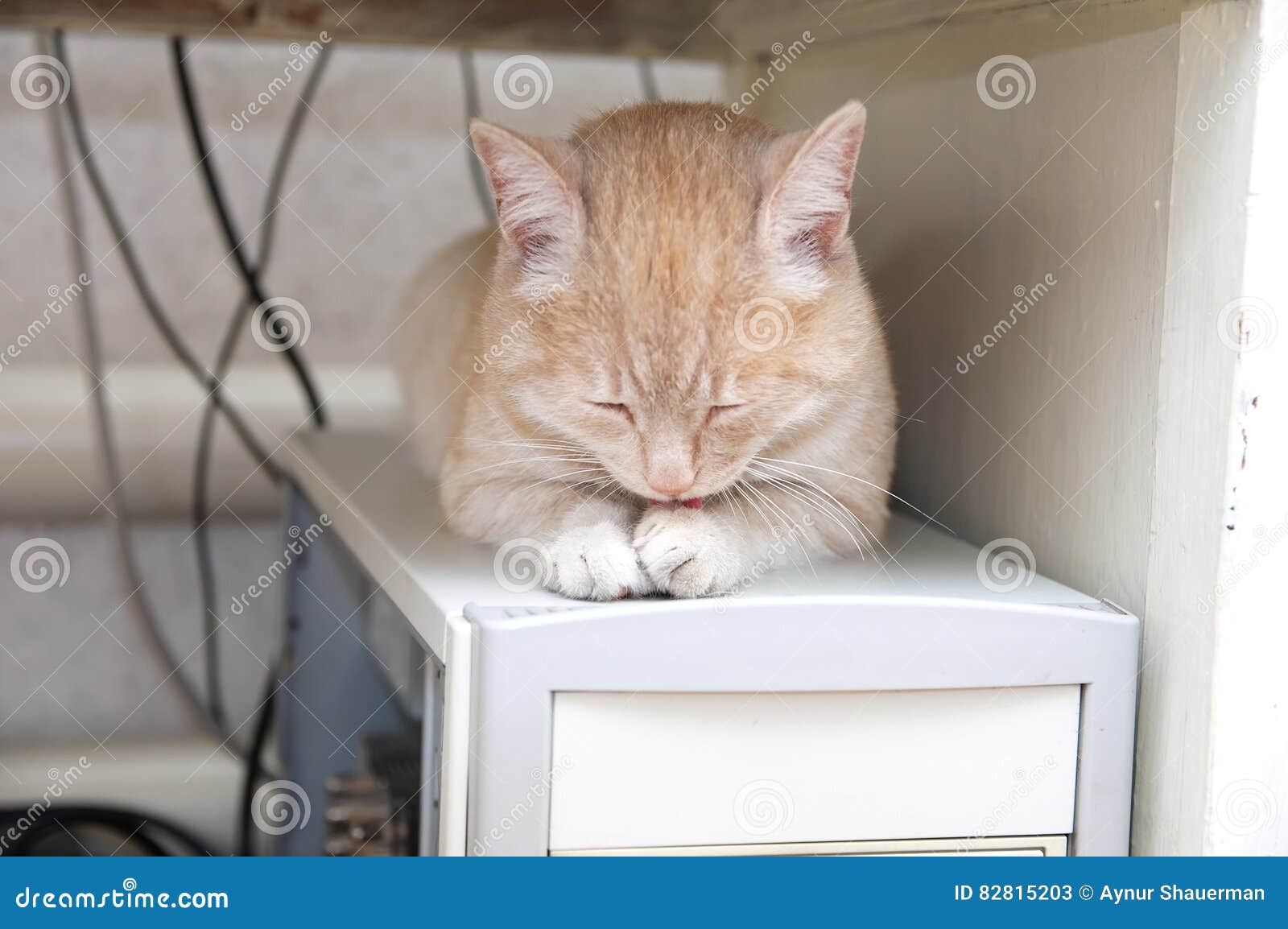 Cat Sleeping on Computer Under Table Warming Himself Stock Image ...