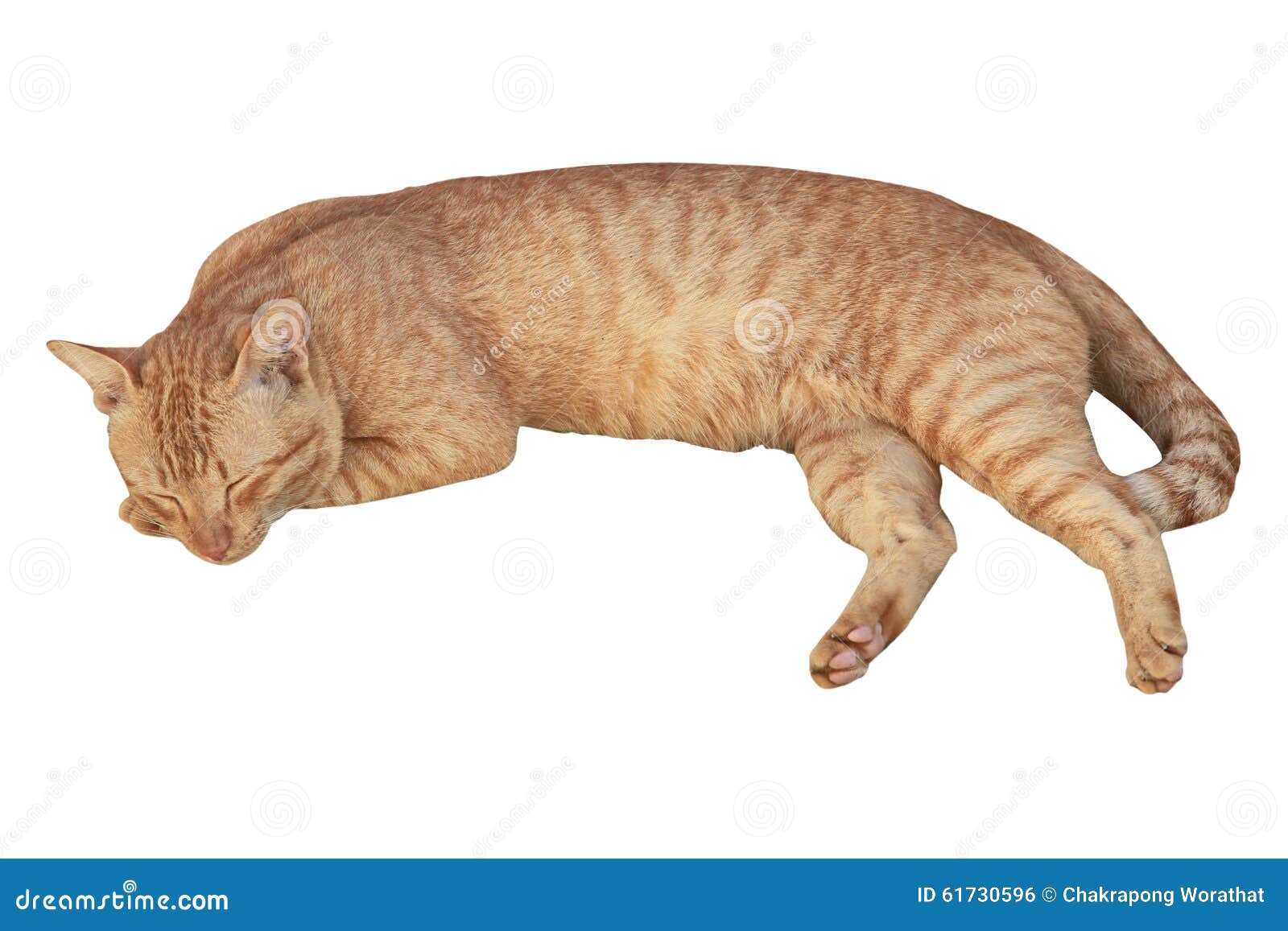Cat Sleeping Crouch Isolated White Background. Stock Photo - Image of ...