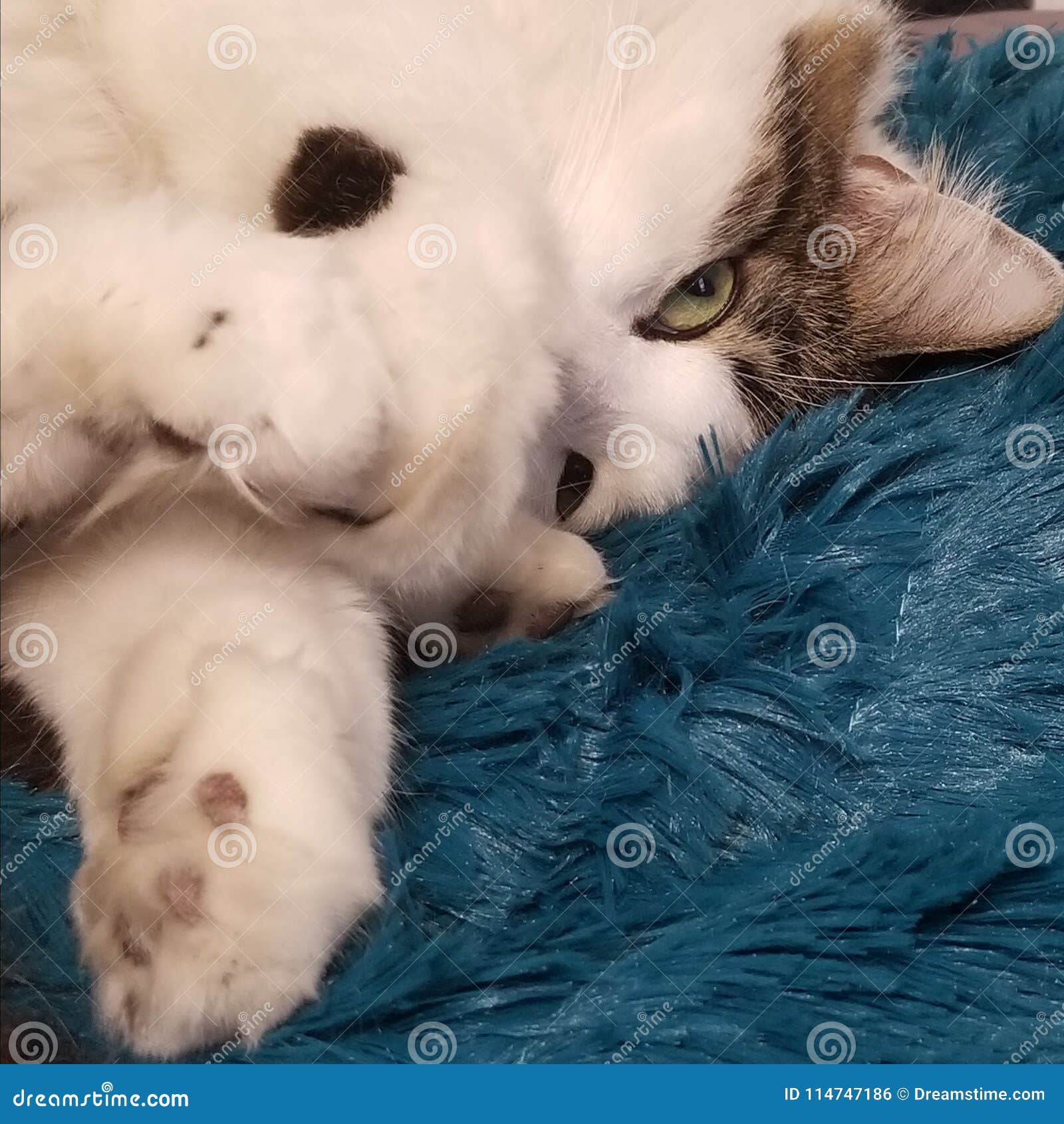 Cat cuddle stock photo. Image of cute, sleeping, cuddle - 114747186