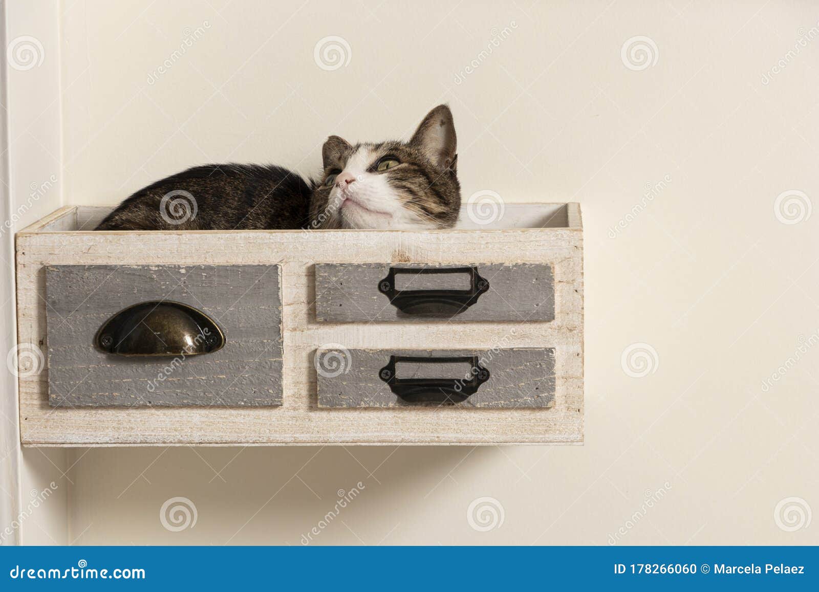 Cat Sleeping in Decorative Drawer Attached To the Wall. Cat in ...