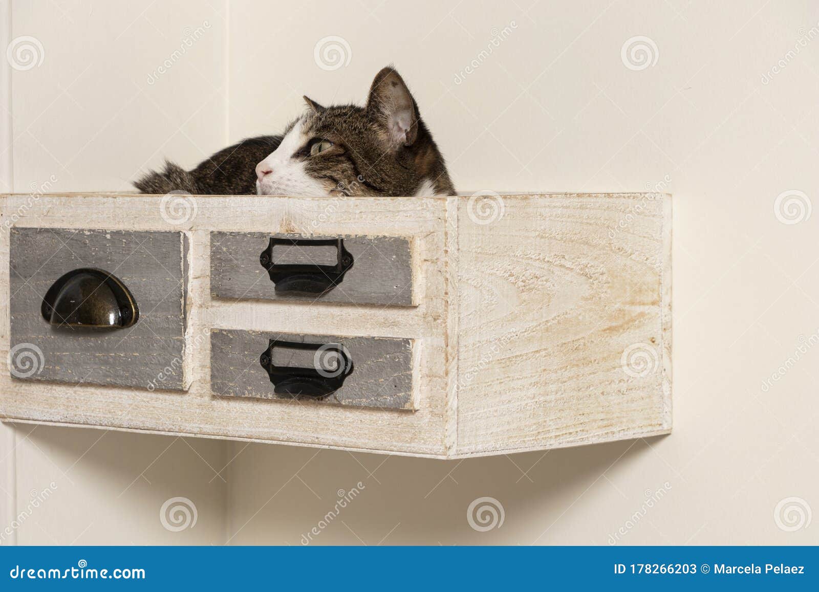 Cat Sleeping in Decorative Drawer Attached To the Wall. Cat in ...