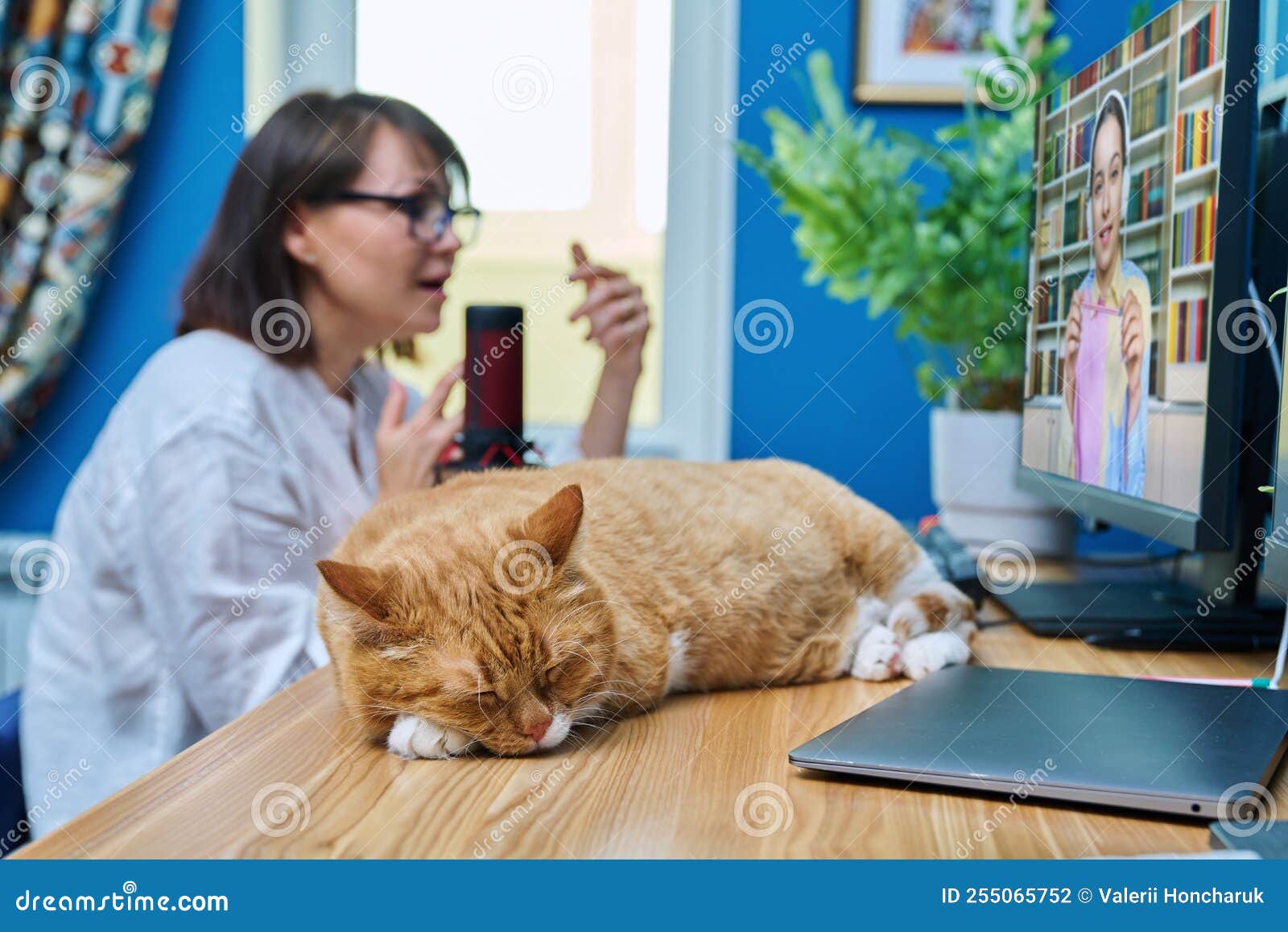 Cat Sleeping on Desk in Home Office, Woman Making Video Call Stock ...