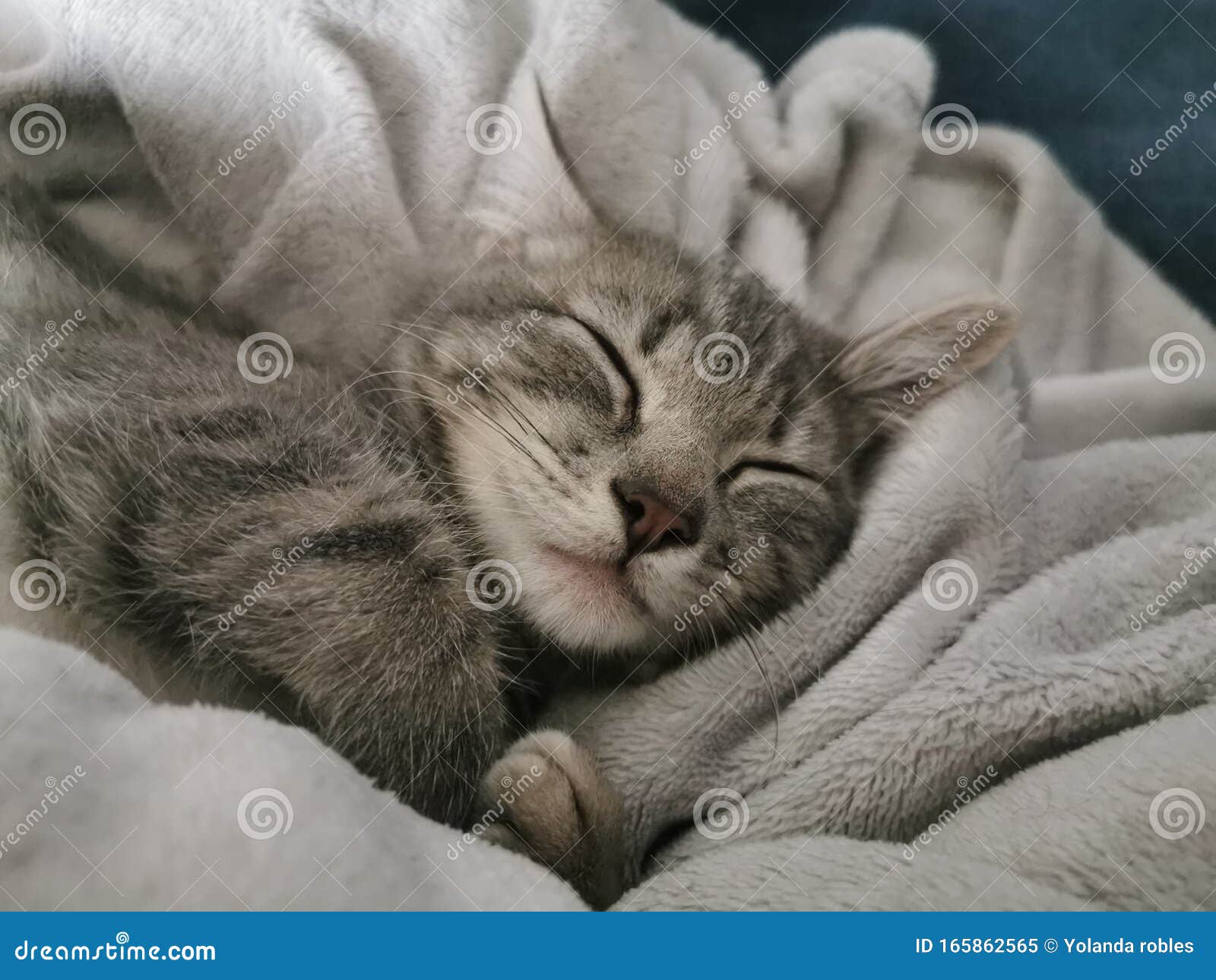 Cat sleeping dream stock image. Image of dream, animal - 165862565