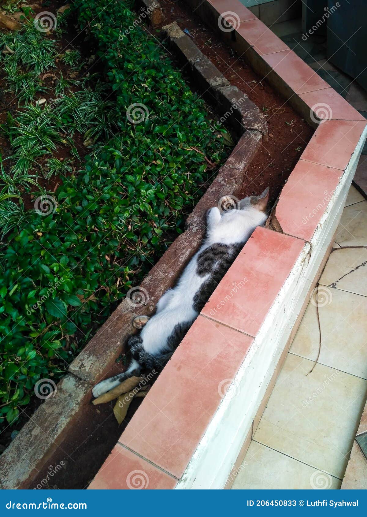 Cat Sleeping in Gutter. Stretching and Relaxing. Stock Image - Image of ...