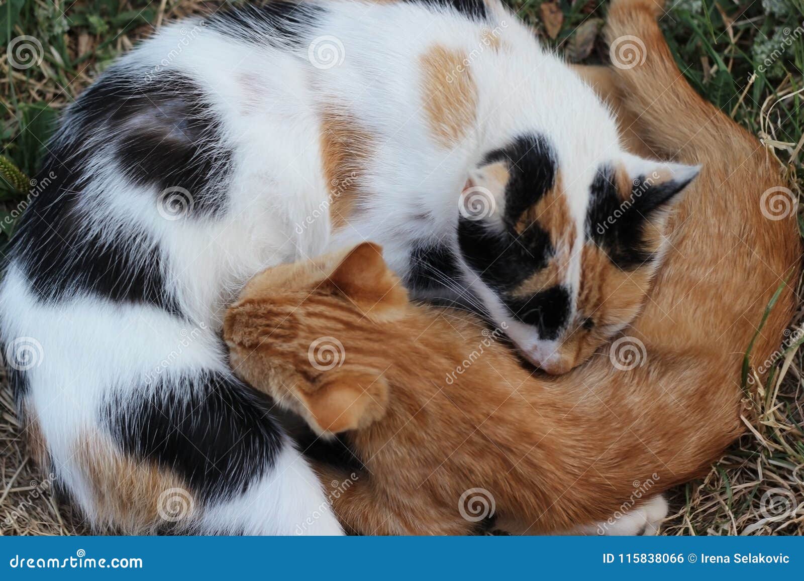 Cat Sleeping and Hugging with Her Kitten Stock Photo - Image of ...