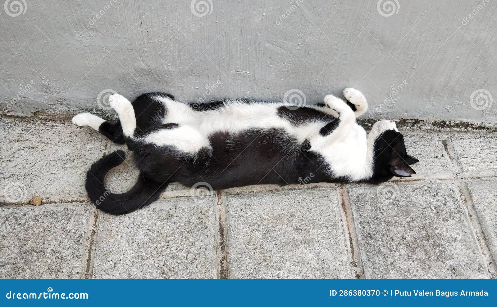Cat sleeping on its back stock photo. Image of bird - 286380370