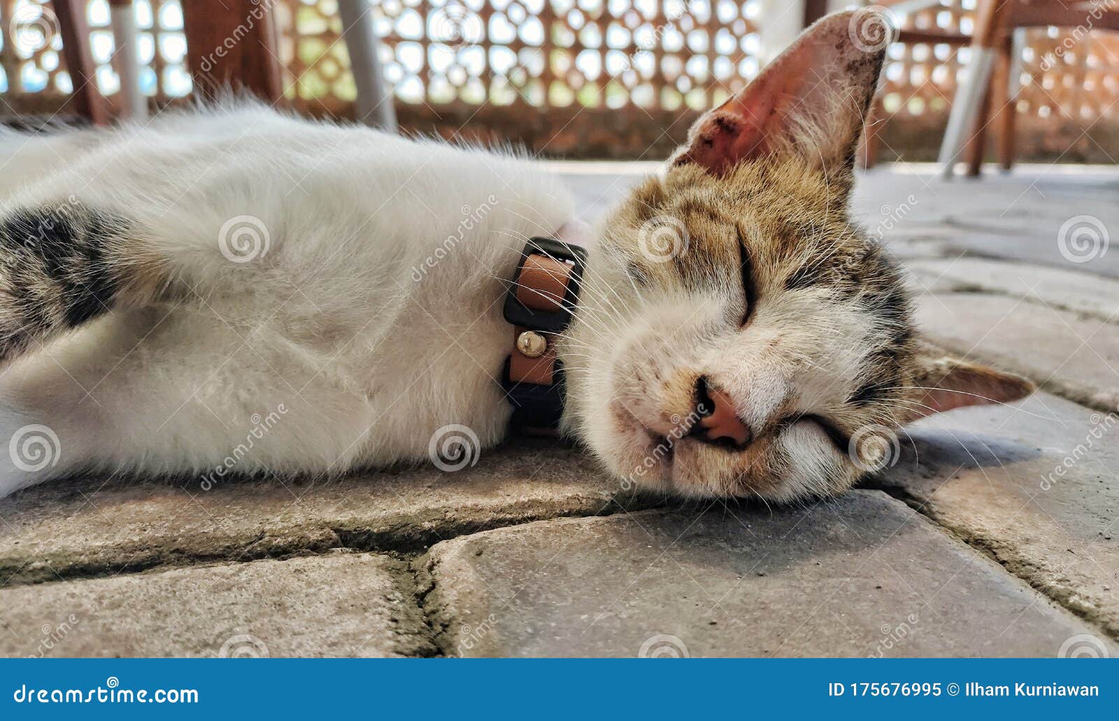 A Cat Sleeping on Its Side on Paving Stock Image - Image of side, pavi ...