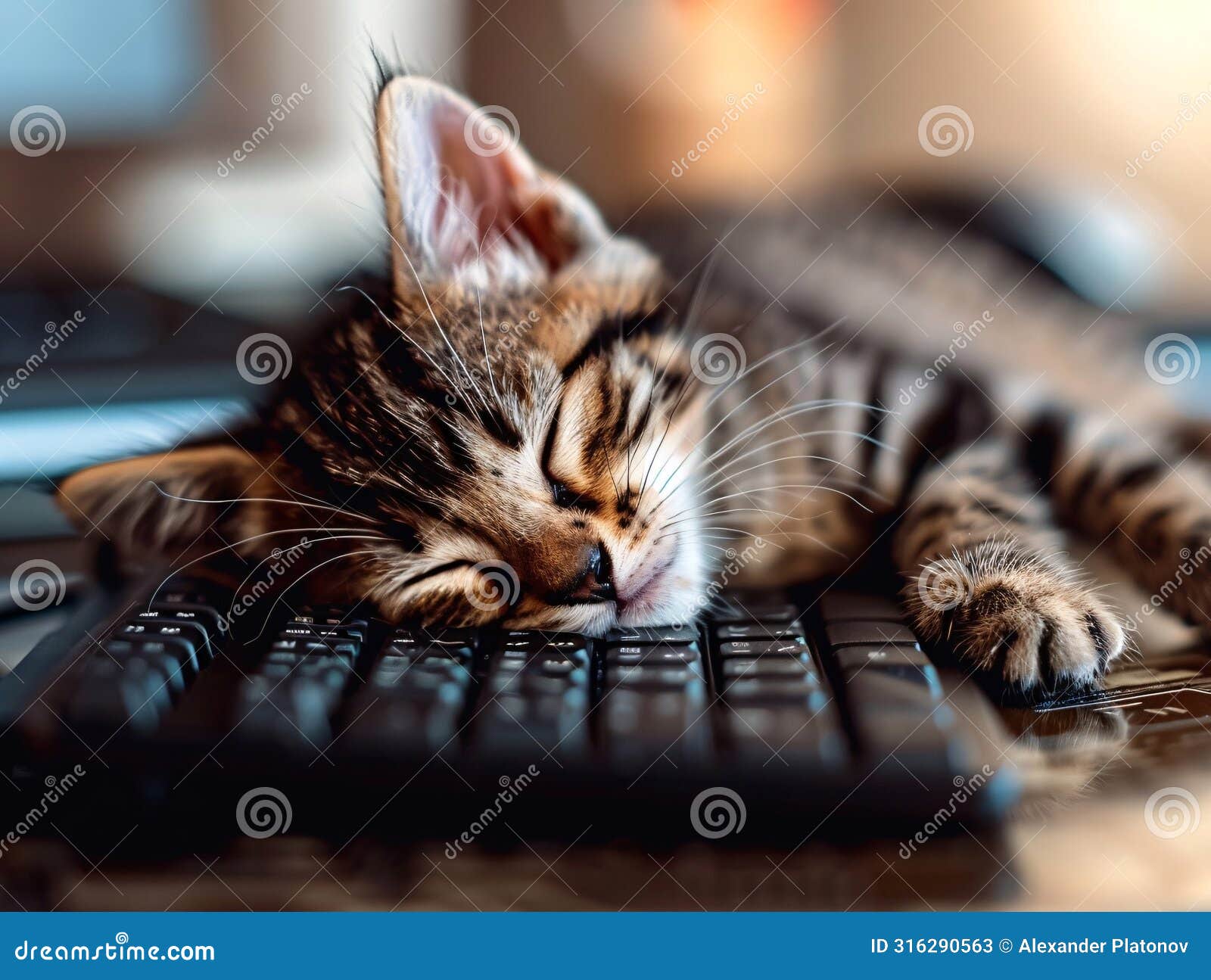 A Cat is Sleeping on a Keyboard Stock Illustration - Illustration of ...