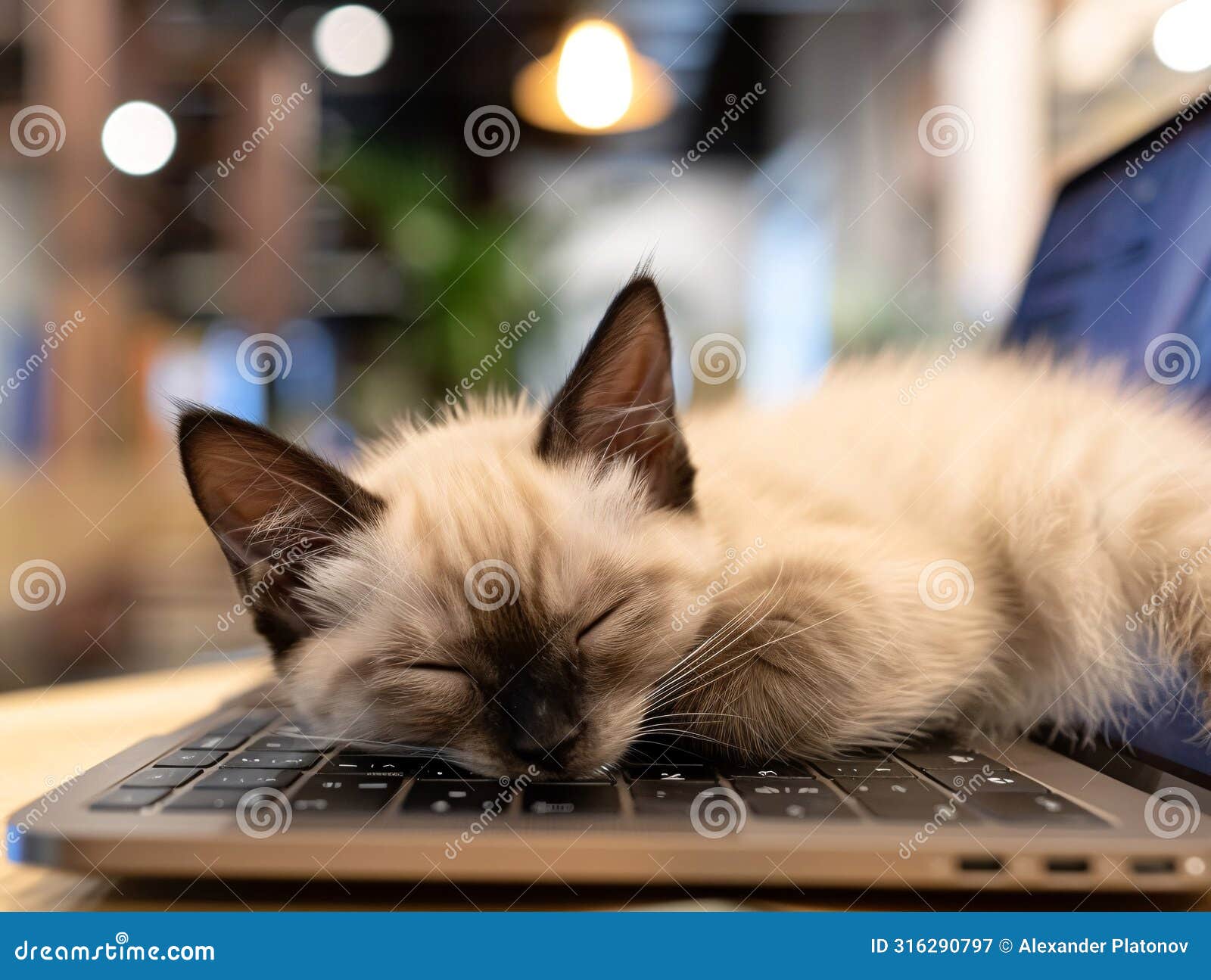 A Cat is Sleeping on a Keyboard Stock Illustration - Illustration of ...