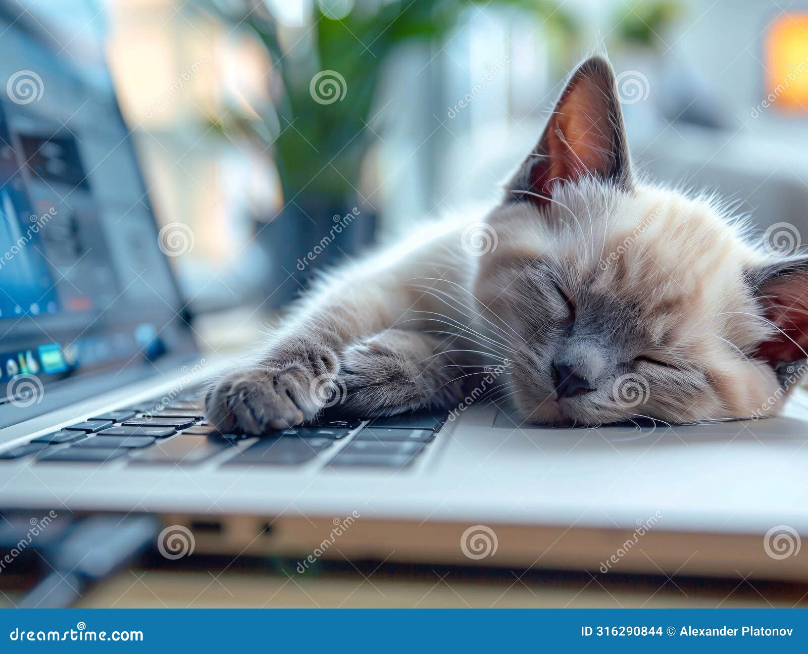 A Cat is Sleeping on a Keyboard Stock Illustration - Illustration of ...