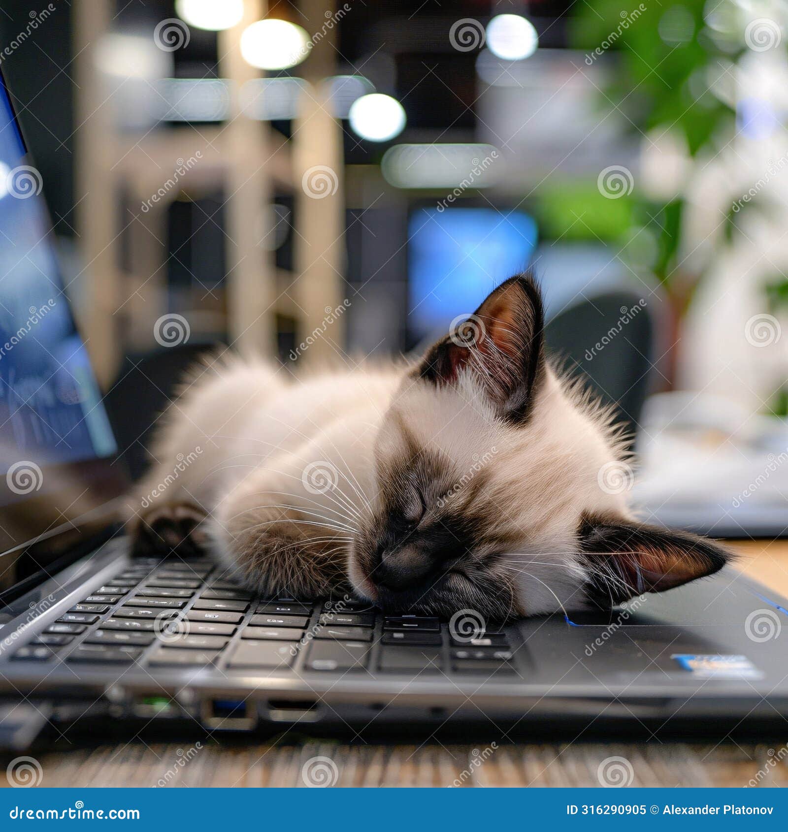 A Cat is Sleeping on a Keyboard Stock Illustration - Illustration of ...