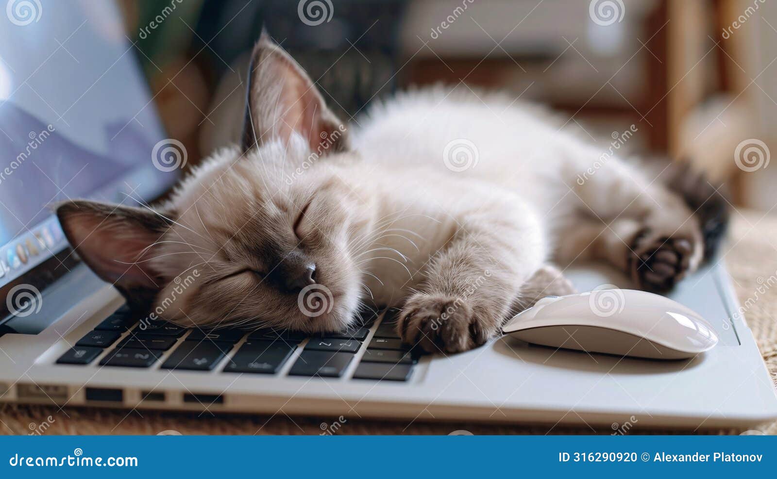 A Cat is Sleeping on a Keyboard Stock Illustration - Illustration of ...