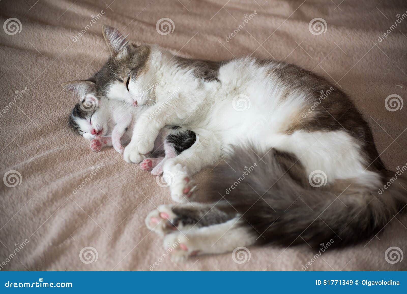 Cat Sleeping with Kitten and Hugs Him Stock Image - Image of mother ...