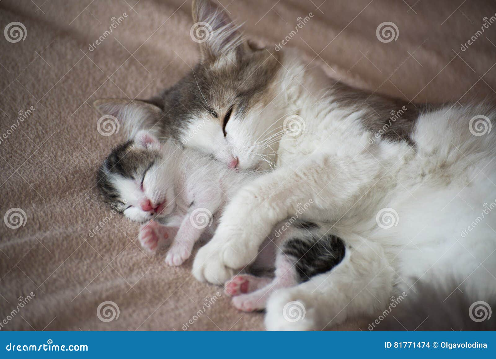 Cat Sleeping with Kitten and Hugs Him Stock Photo - Image of room ...