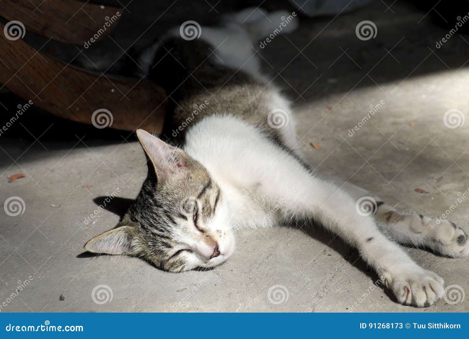 Cat Sleeping in the Morning Sun Stock Image - Image of shadow, young ...