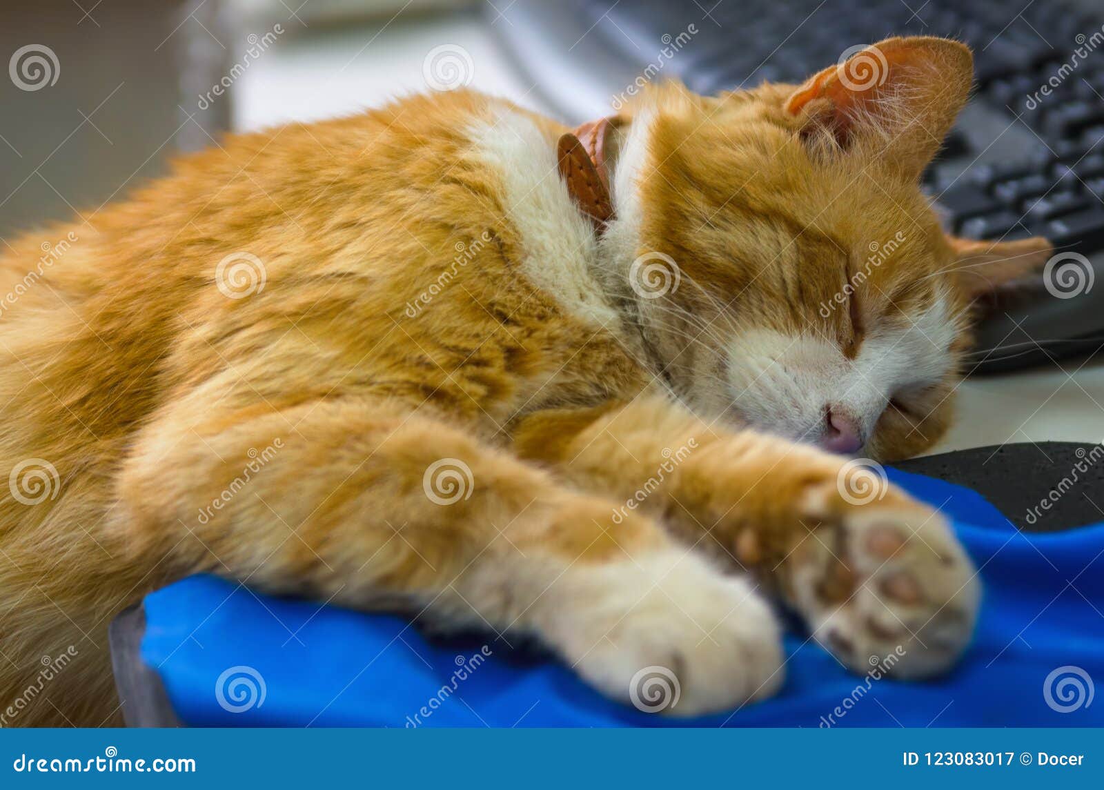 Cat Sleeping on the Mouse Pad Near the Keyboard Stock Image - Image of ...