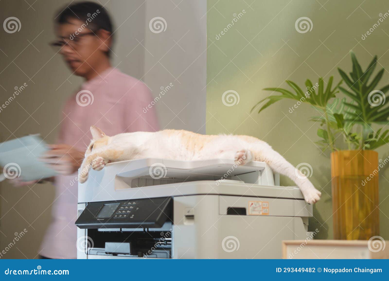 A Cat Sleeping on a Multifunction Laser Printer in the Home Office ...