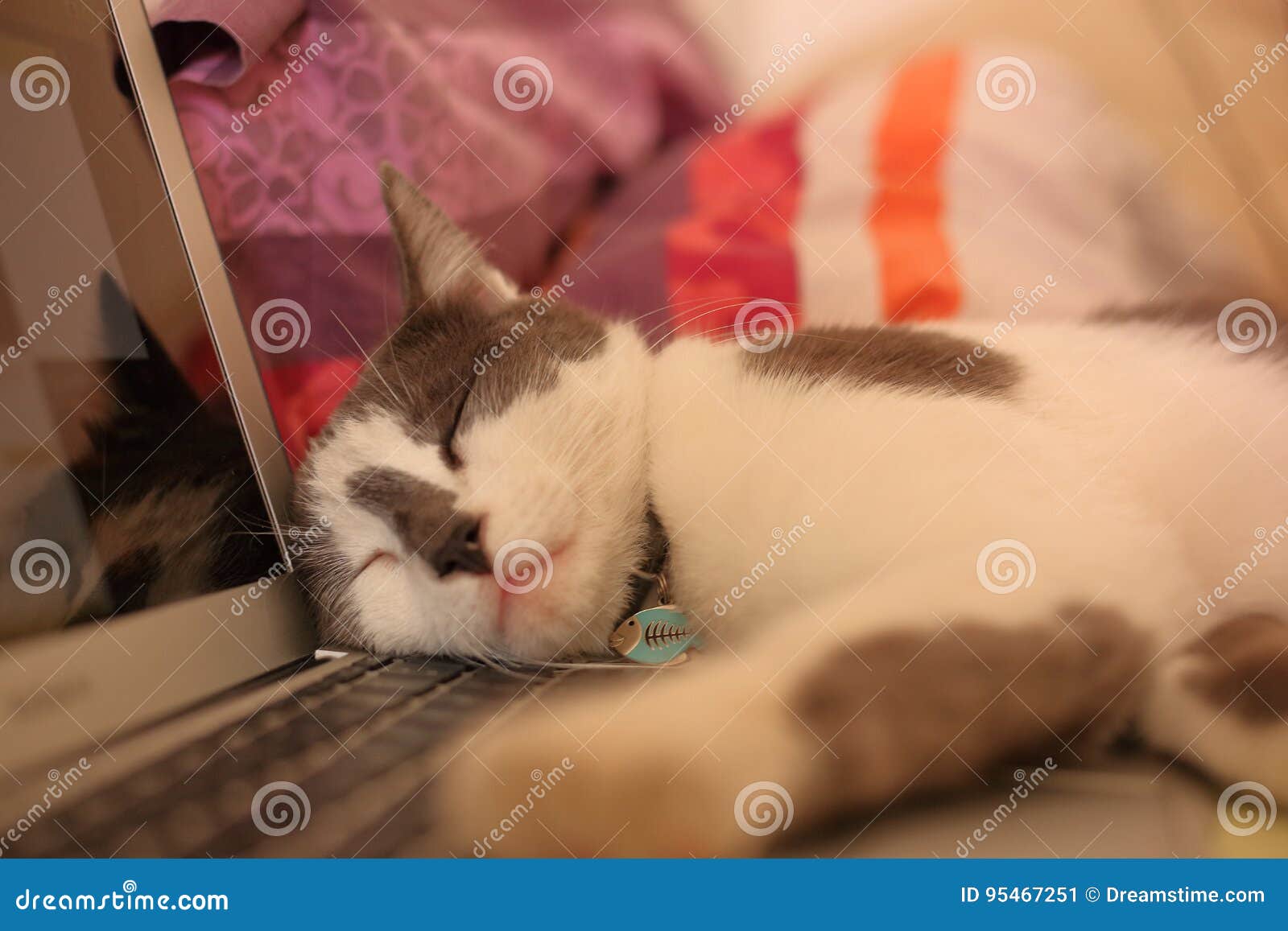 Cat Sleeping on Open Laptop Stock Image - Image of fish, open: 95467251