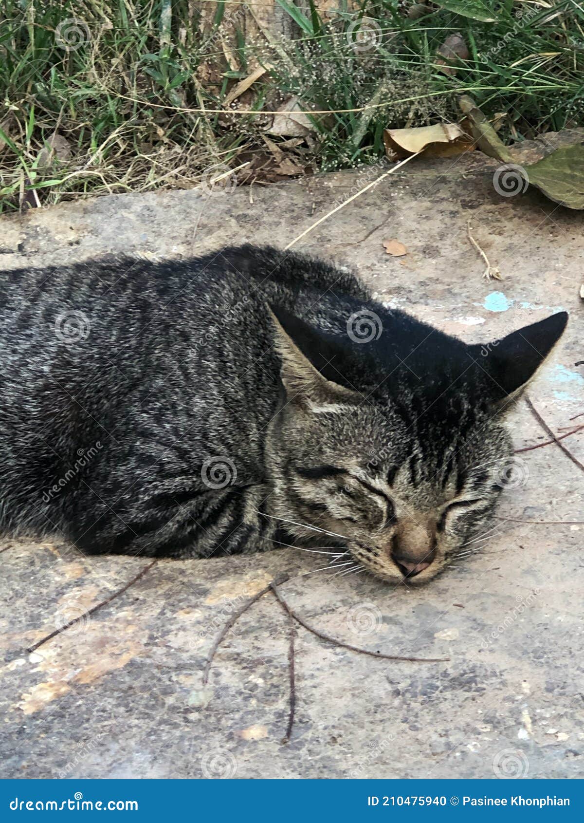 Cat stock photo. Image of house, animal, outside, sleeping - 210475940