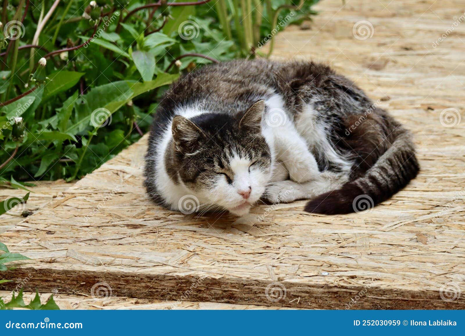 Cat sleeping outside stock image. Image of jellicle - 252030959