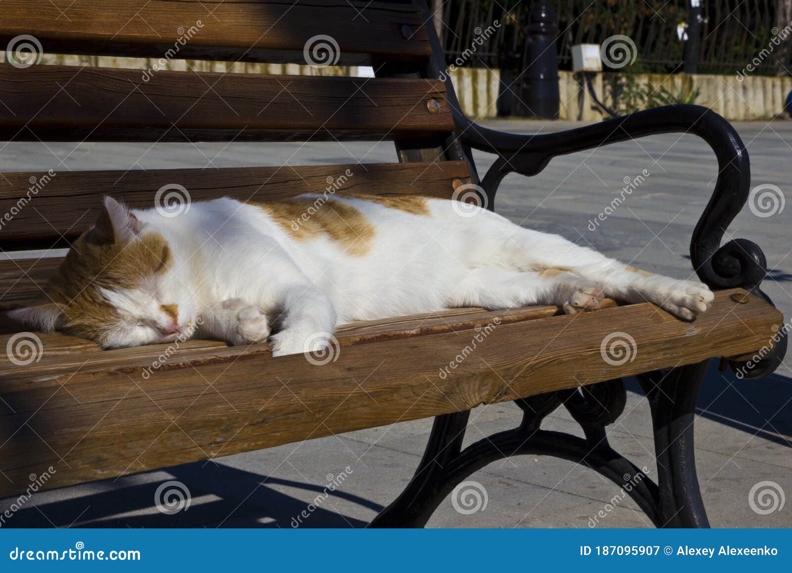 Cat is Sleeping on a Park Bench Stock Image - Image of face, bench ...