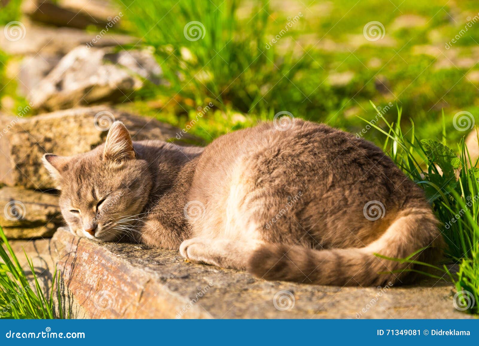 Cat Sleeping Peacefully on a Stone Stock Image - Image of garden, park ...