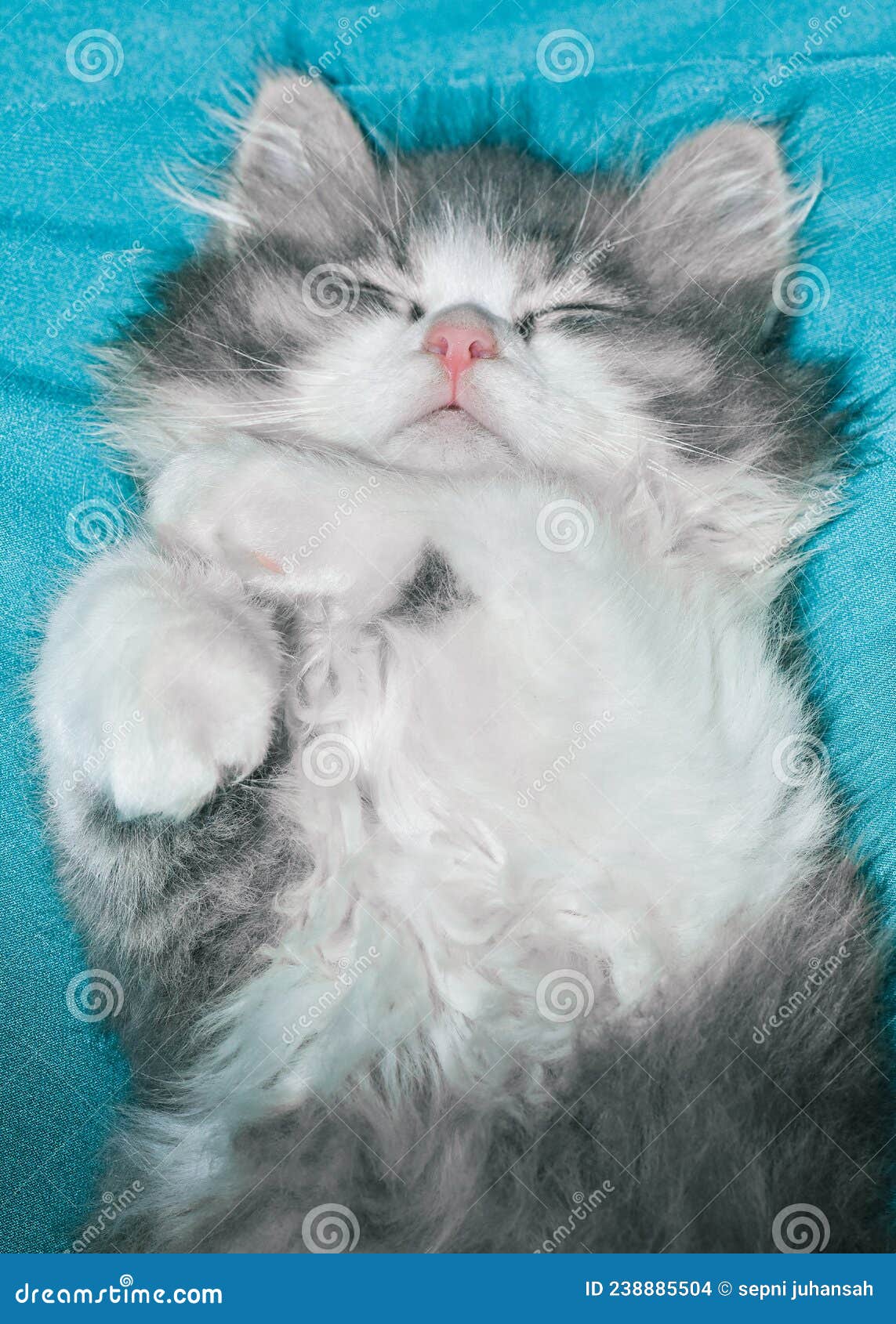 Cat sleeping stock photo. Image of pets, home, pose - 238885504