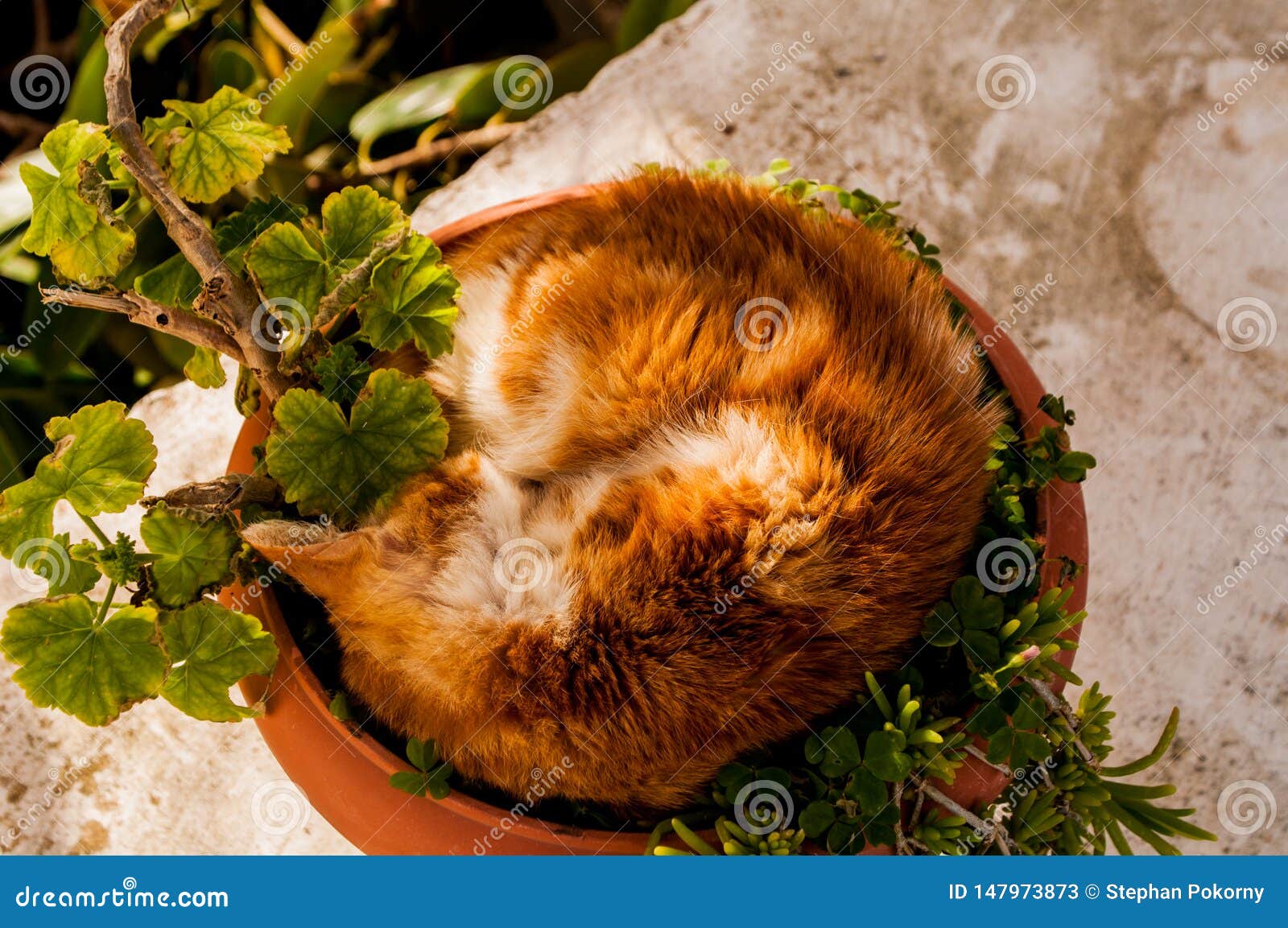 Cat sleeping in a pot stock image. Image of nature, squirrel - 147973873