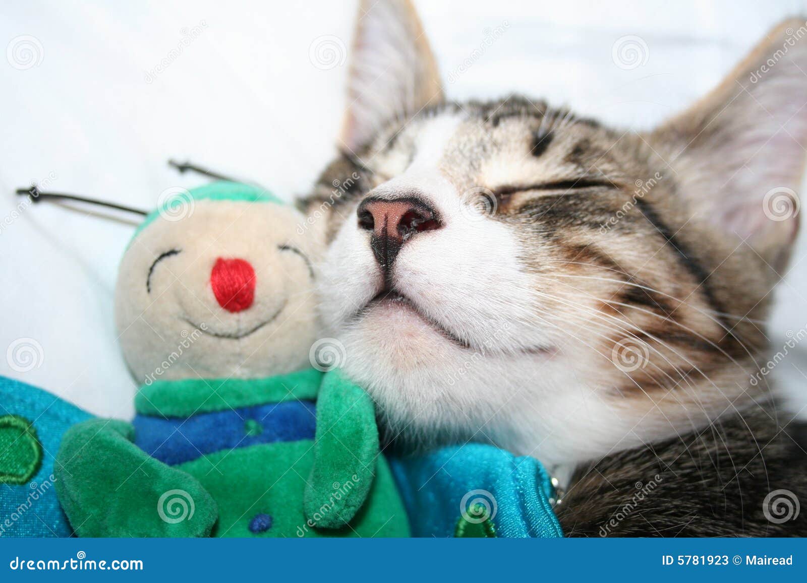 Cat sleeping with puppet stock image. Image of animal - 5781923