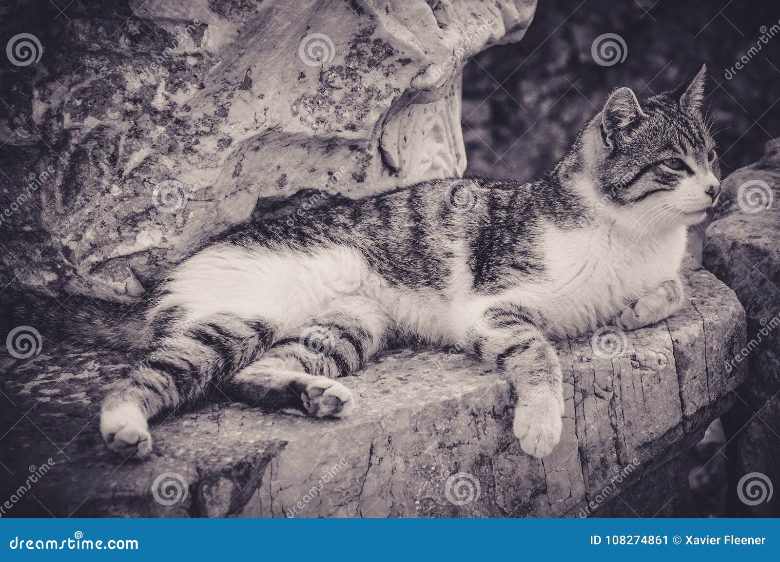 Cat Sleeping on a Rock stock image. Image of black, rock - 108274861