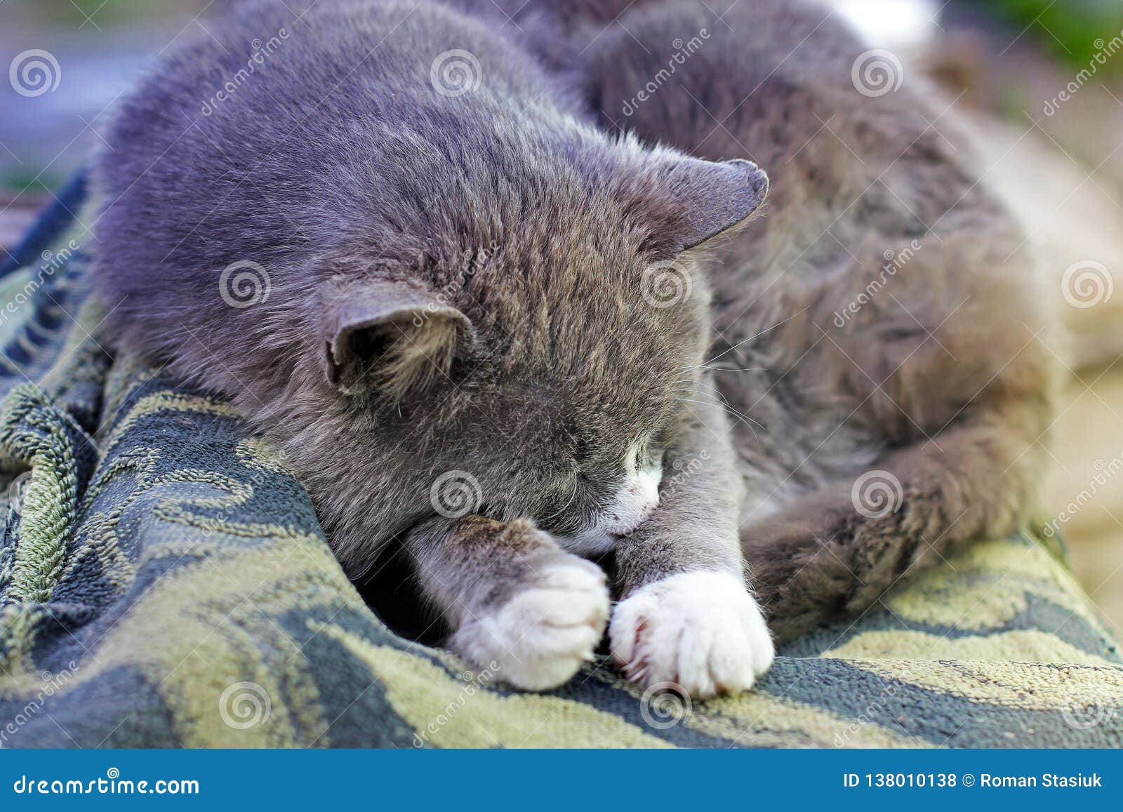 The Cat is Sleeping on the Rug Stock Photo - Image of glass, downy ...