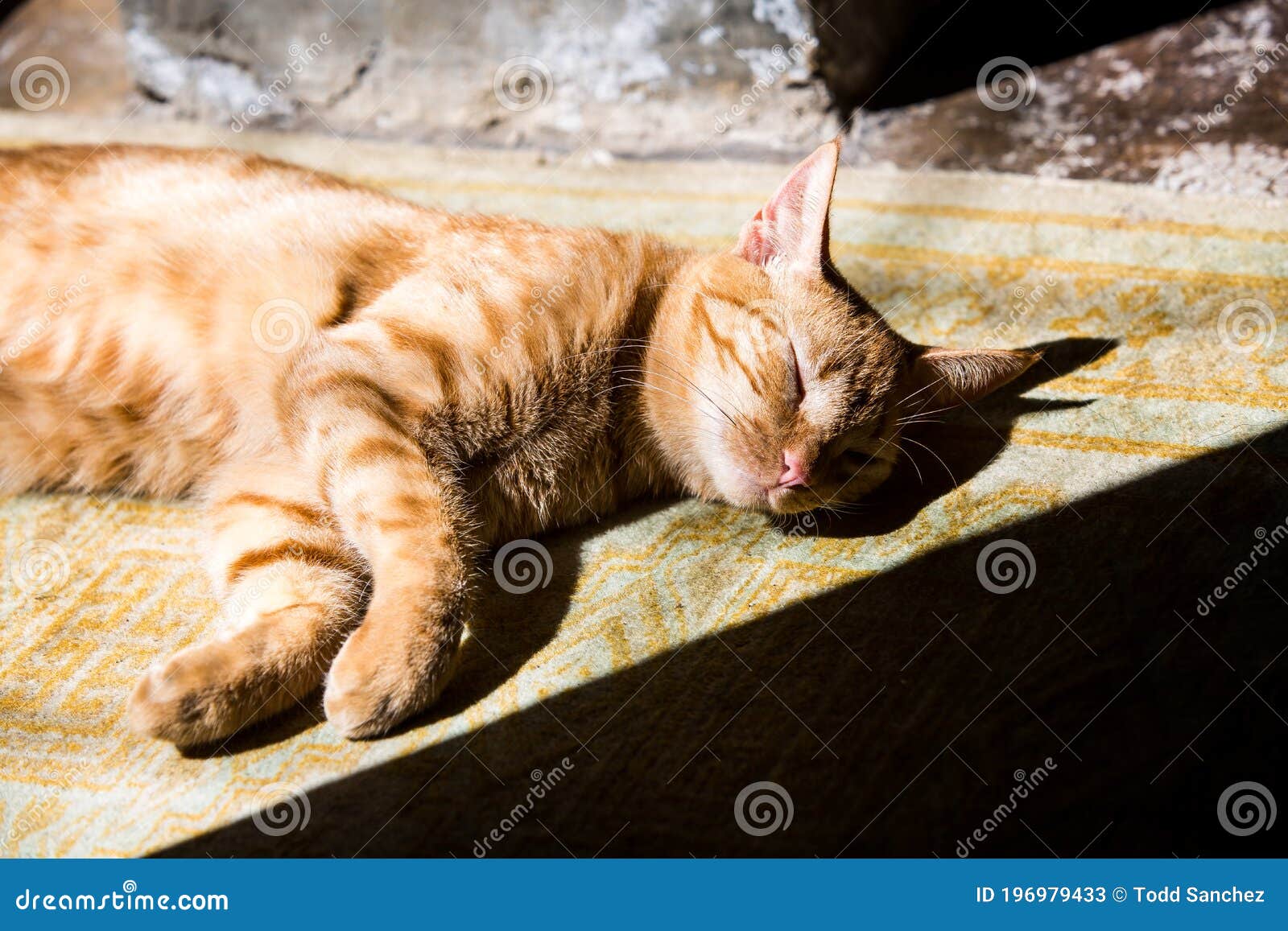 Dramatic Image of Orange Tabby Cat Soaking in Some Sunshine. Stock ...