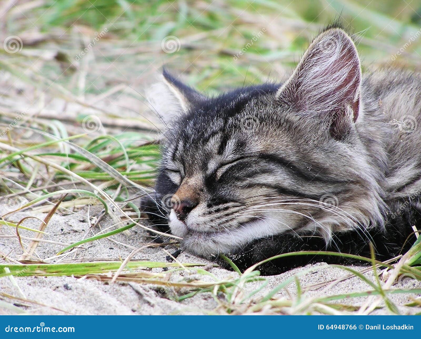 Cat sleeping on the sand stock photo. Image of mammal - 64948766