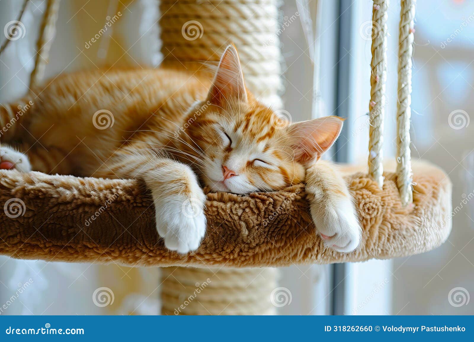 A Cat Sleeping on a Scratching Post Stock Photo - Image of medium ...