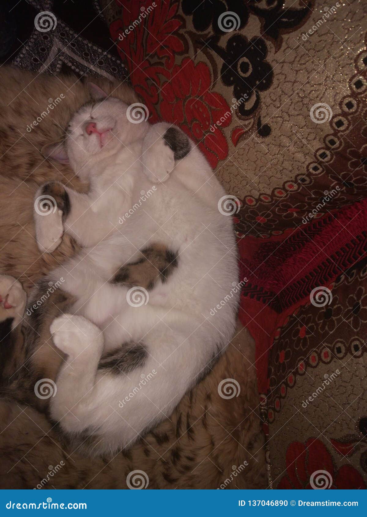 Cat stock photo. Image of like, hope, sofa, sleeping - 137046890