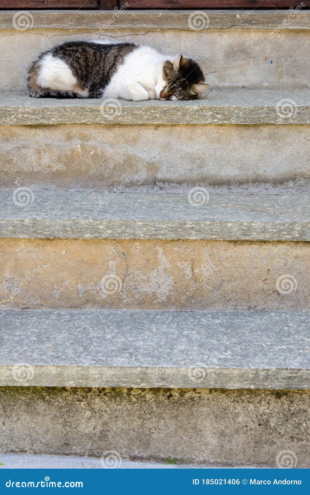 Cat sleeping on a step stock photo. Image of stair, step - 185021406