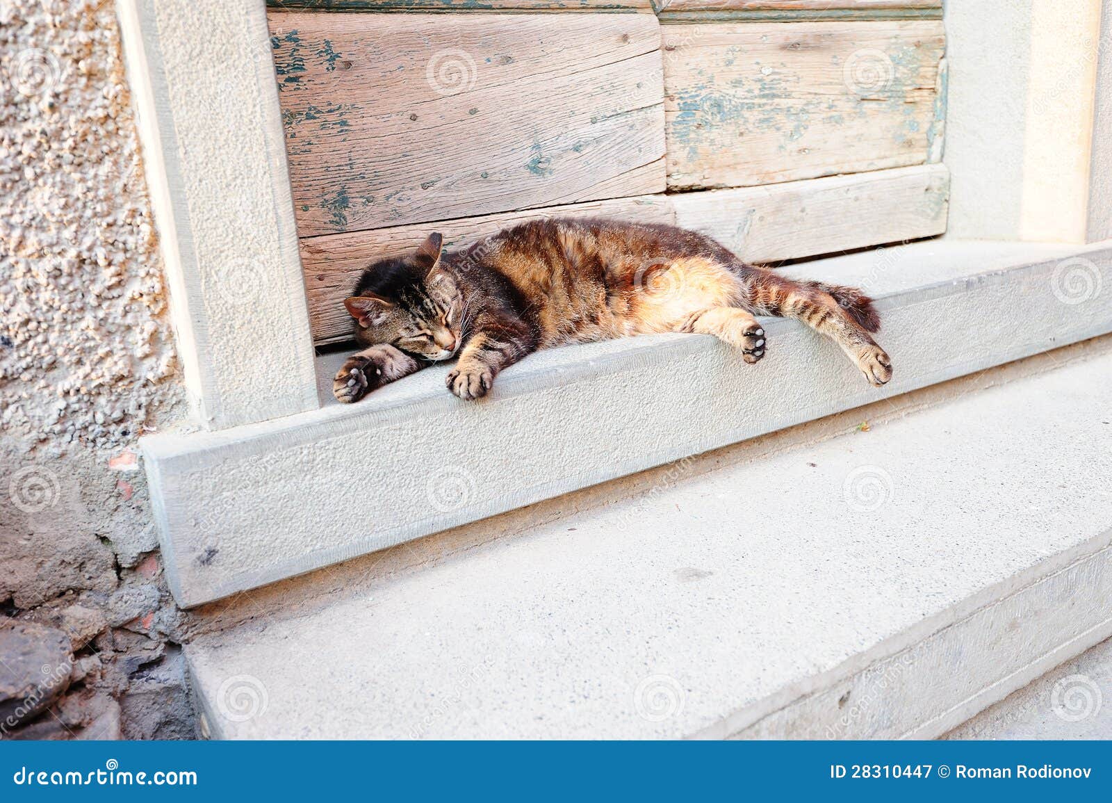 Cat Sleeping at the Threshold Stock Image - Image of life, town: 28310447