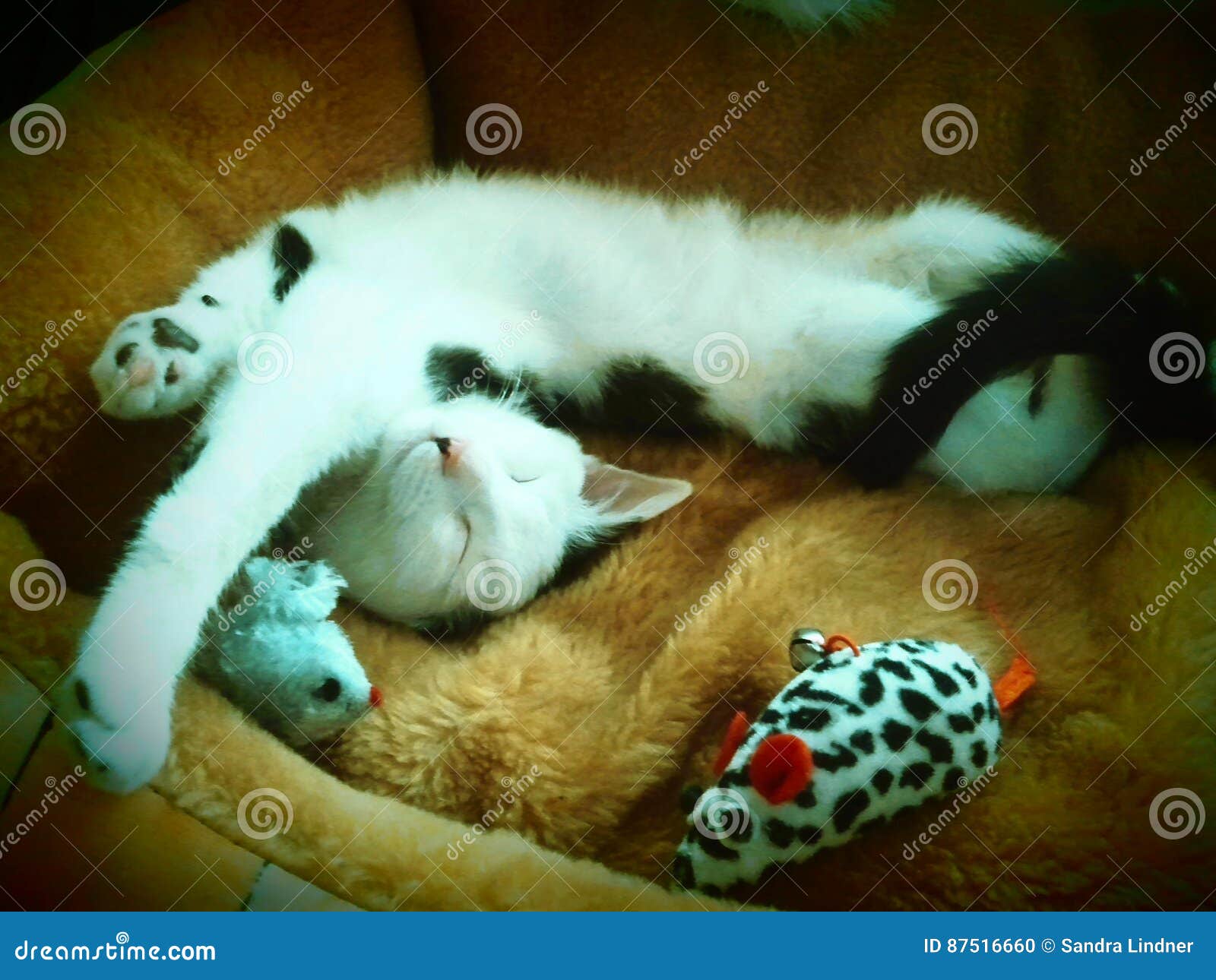 Cat stock photo. Image of sleeping, mice - 87516660