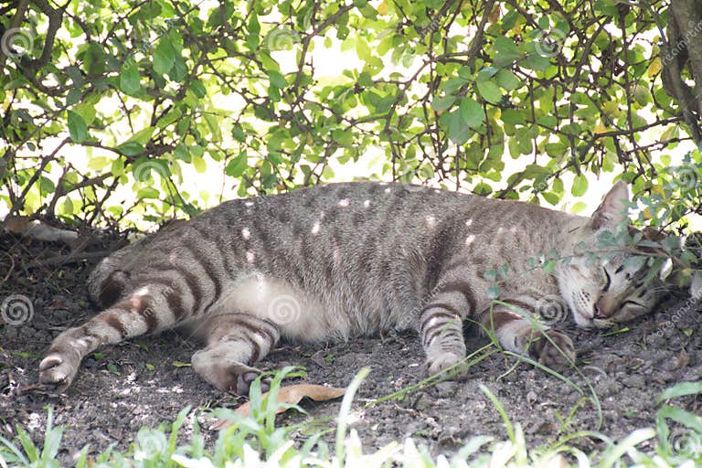 The Cat Sleeping Under the Bushes. Stock Photo - Image of park, bush ...