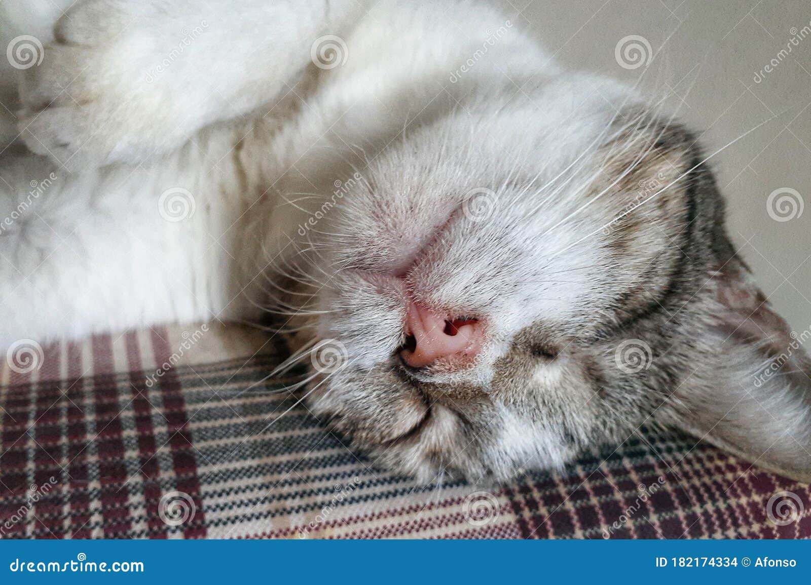 Cat sleeping upside down stock photo. Image of sleeping - 182174334