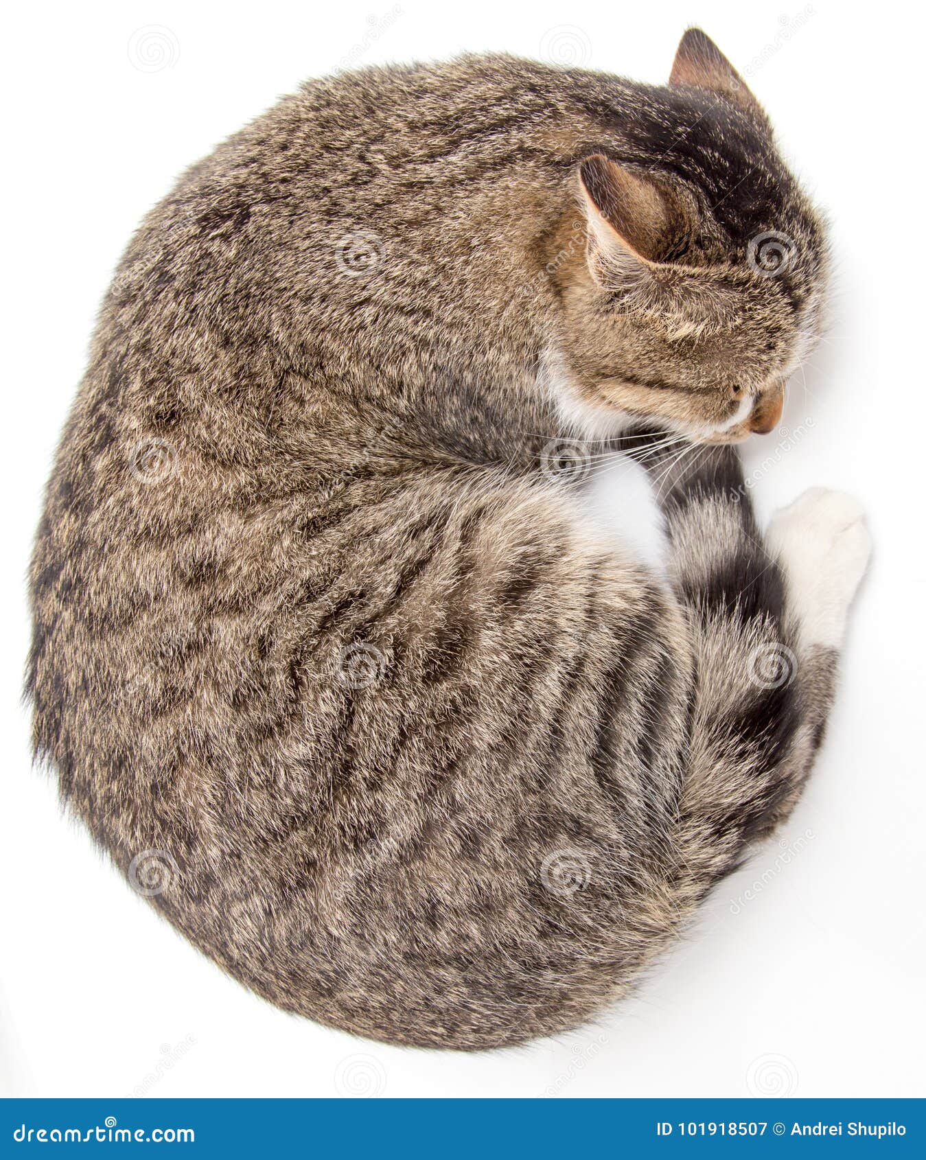 Cat Sleeping on a White Background Stock Image - Image of purebred ...