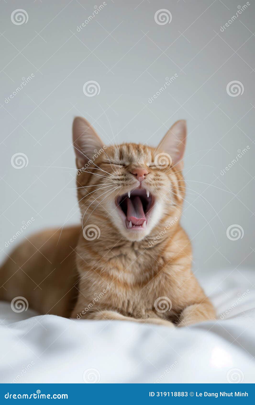 A Cat is Sleeping on a White Bed Stock Image - Image of animal, yellow ...