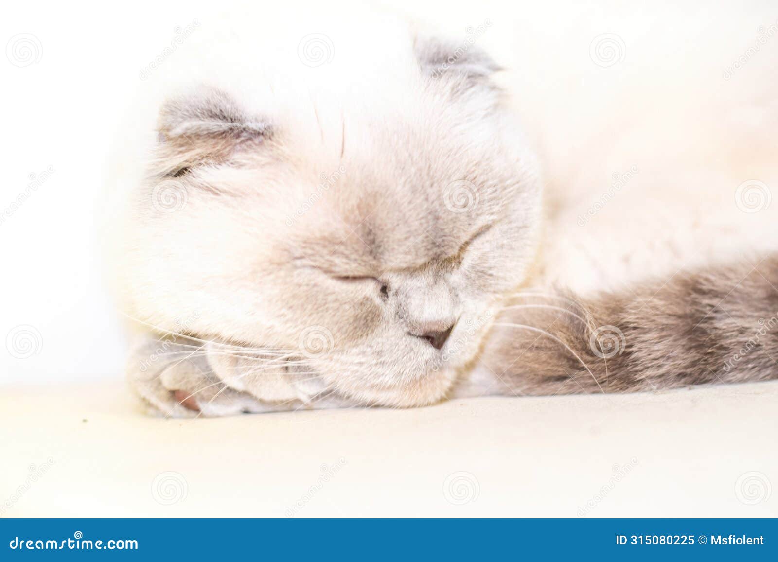 A Cat is Sleeping on a White Couch. the Cat is White and Has a Gray ...