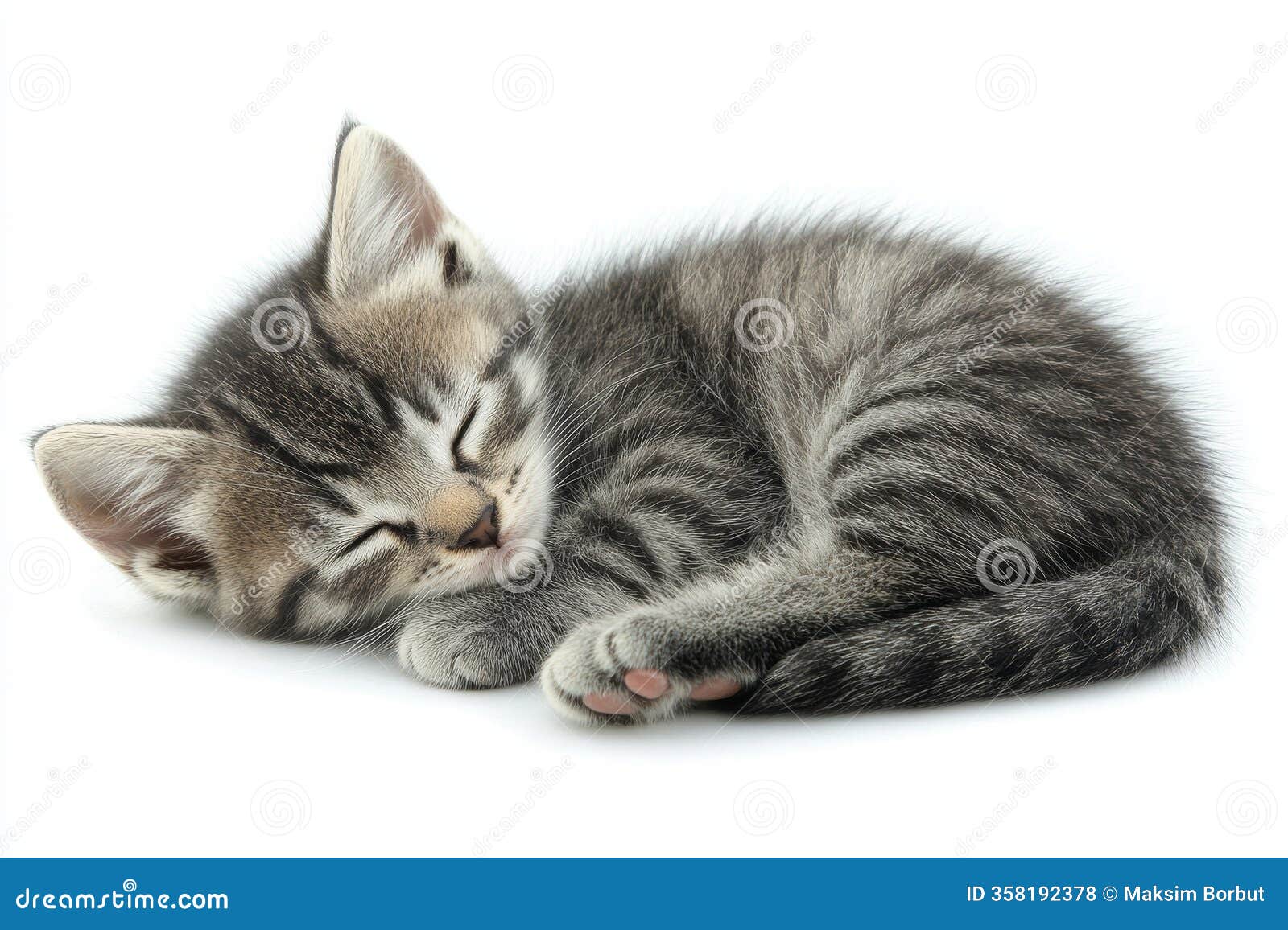 Cat Sleeping on White/transparent Background Stock Photo - Image of ...
